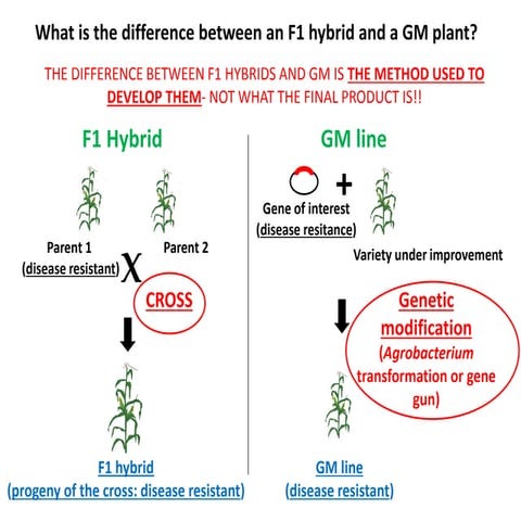 B4FA 2012 Uganda: Difference between GM and F1 hybrids - Claudia ...