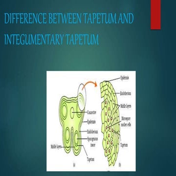 Differences between Tapetum and Integumentary tapetum | PPTX