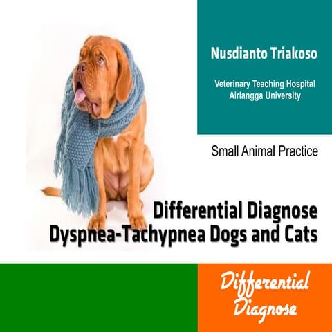 How Is Dyspnea Treated In Dogs