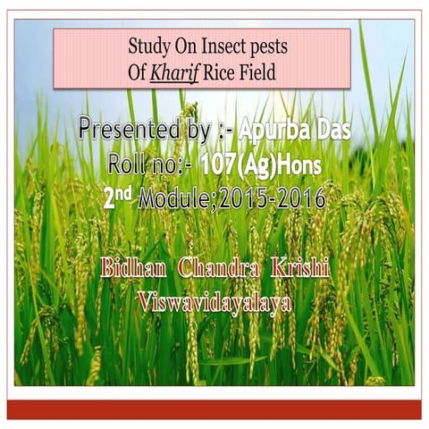 Different pests of rice in field.. | PPT