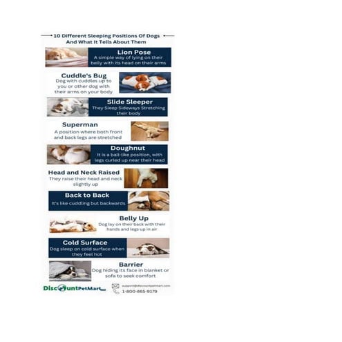 10 Different Sleeping Positions Of Dogs And What It Tells About Them | DOCX