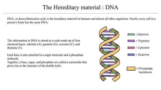 A, b, and z forms of dna | PPTX | Chemistry | Science