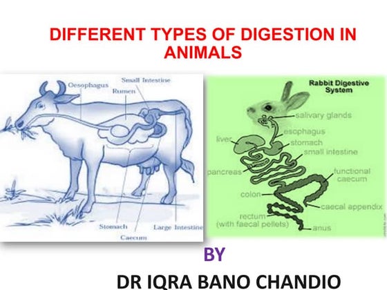 Digestive system of a cow | PPTX