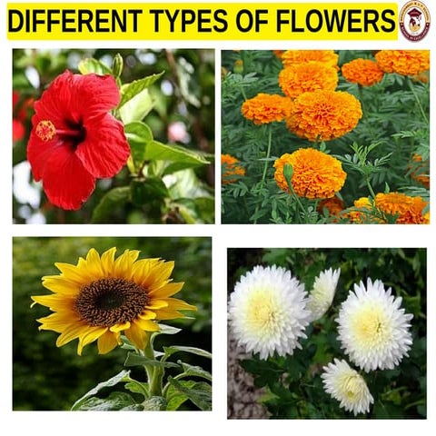 Different types of flowers odp | PPT