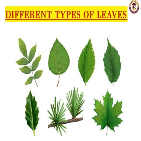 Different types of leaves | PDF