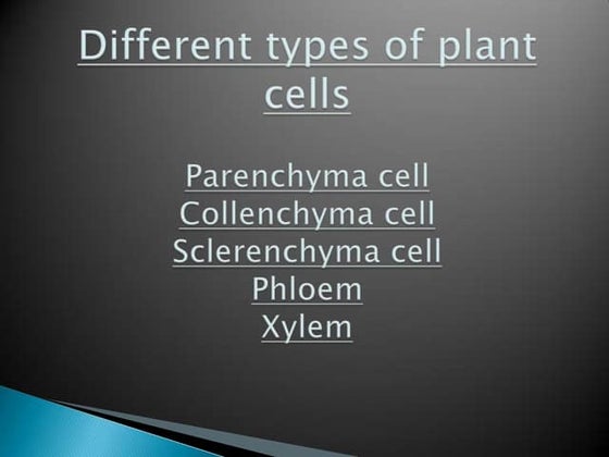 Xylem and phloem lesson 2 | PPT