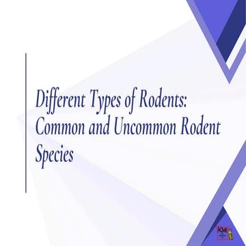 Different Types of Rodents: Common and Uncommon Rodent Species | PDF