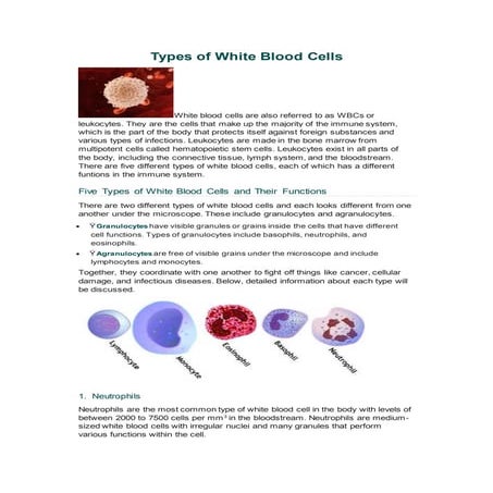 Types Of White Blood Cells And Functions