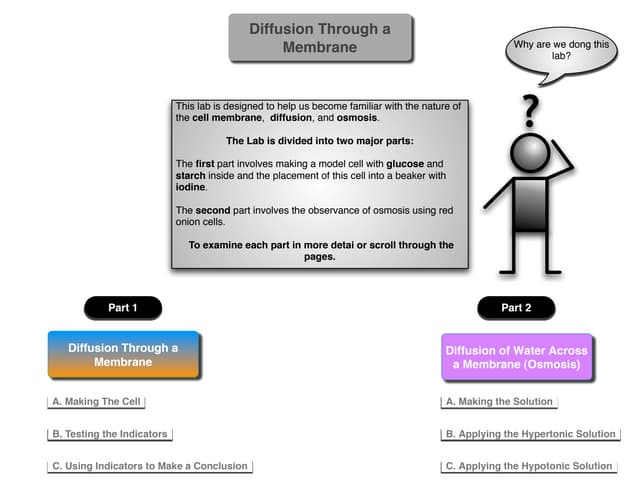 Diffusion Through A Membrane Review | PPT