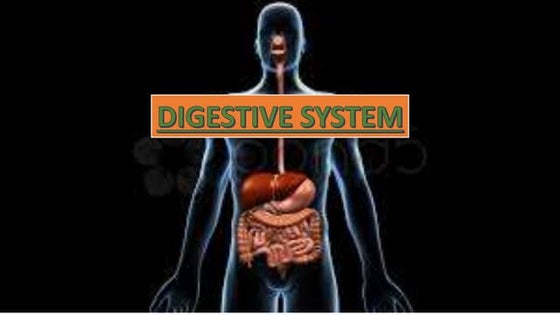 Digestive system presentation | PPT