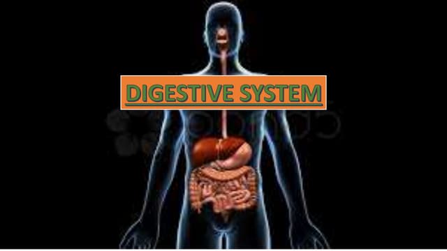Digestive System.pdf HUMAN ANATOMY AND PHYSIOLOGY | PDF