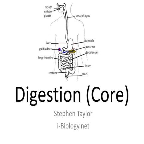 Digestion (core) | PPTX