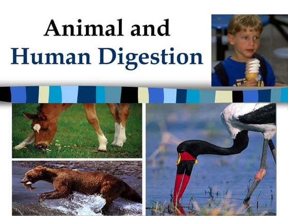 Digestive system animals | PPT