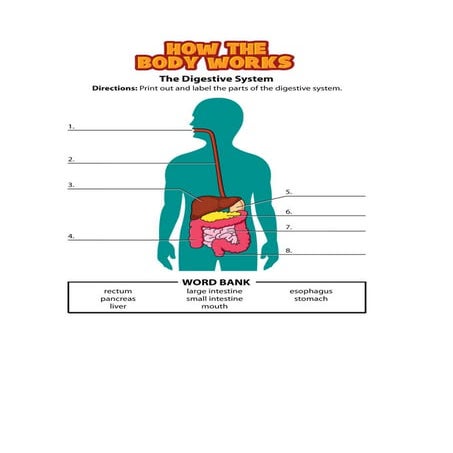 Digestive System | PDF