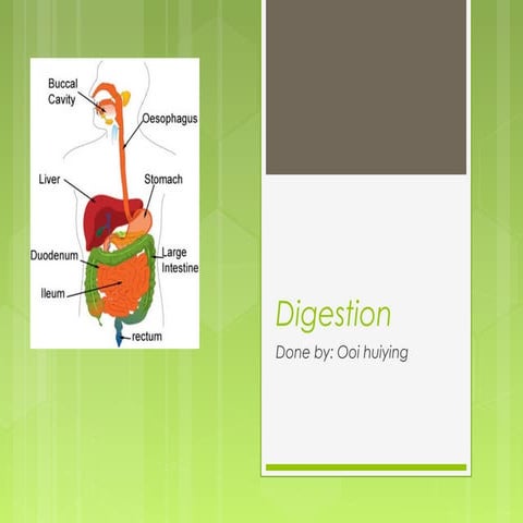 Digestion.ppt my own slides | PPT | Digestive Disorders | Diseases and ...