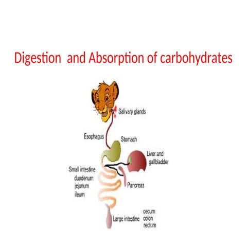 Digestion, Absorption, Glycolysis.ppt... | PPT