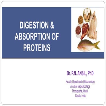 Digestion & absorption of proteins | PPTX