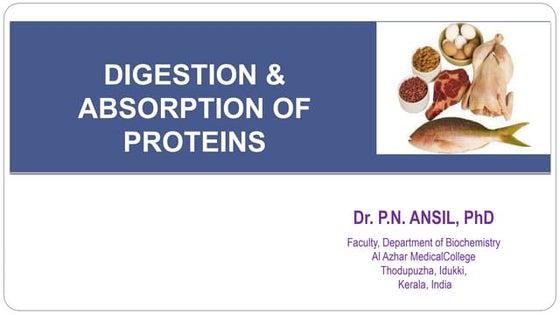 Digestion and Absorption of Proteins | PPT