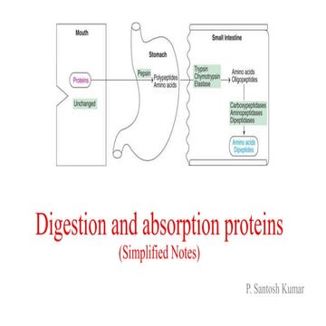 Digestion and absorption of proteins | PPSX