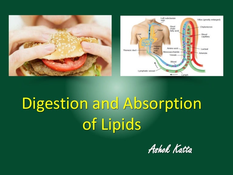 Digestion And Absorption