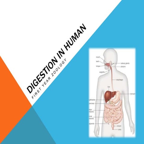 Digestion in human | PPTX