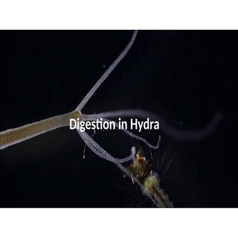 Digestion in Hydra and process of ingestion.pptx