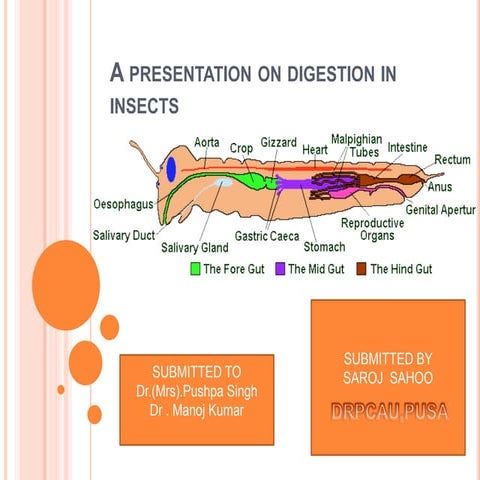 Digestion in insect | PPTX
