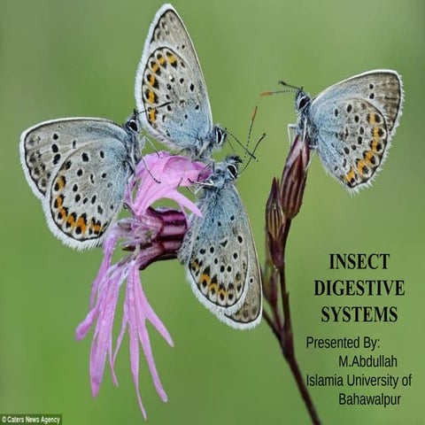 Digestion in insects | PPT