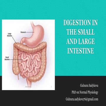 Digestion in the small and large intestine.pptx