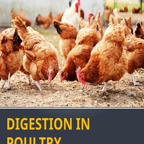 Poultry digestion in chickens found at GSA farm | PPTX