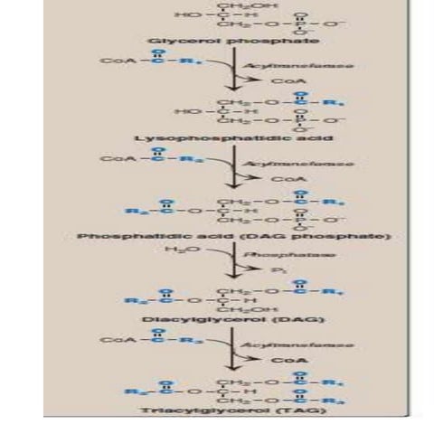 Digestion of proteins 19 | PPT