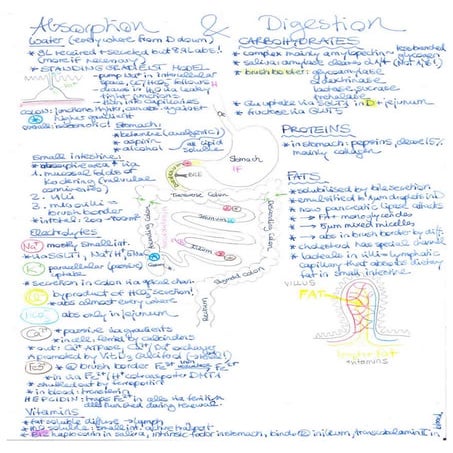 Digestion overviews | PDF