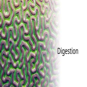 Power point on Digestion of food through digestive system | PPTX