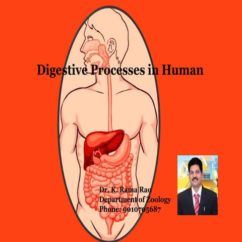 Digestion process in human | PPTX