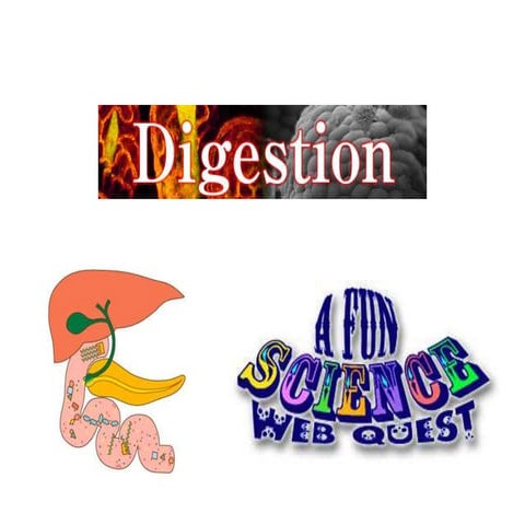 Digestion webquest ok | PPTX