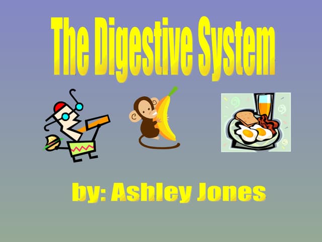 Digestive System Grade 4 igcse easy notes ppt | PPT