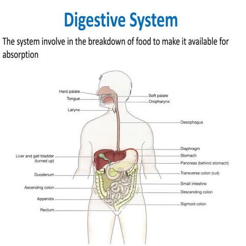 Digestive-System.pptx