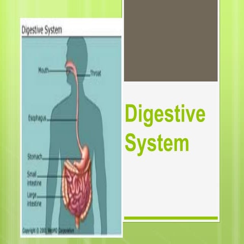 Science 6 Q2_The Human Digestive System (Parts and Function} | PPT