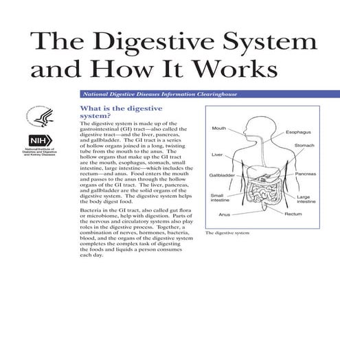 The Digestive System and How it Works | PDF