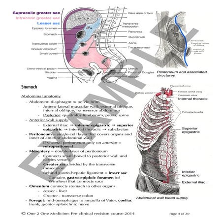Digestive System Sample | PDF