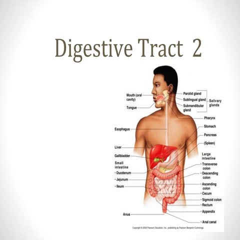 Digestive%20Tract%202.pdf.pdf downloads and more | PDF