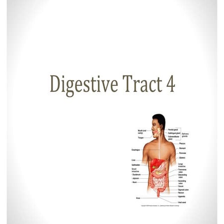 Digestive%20Tract%204.pdf.pdf download for free | PDF