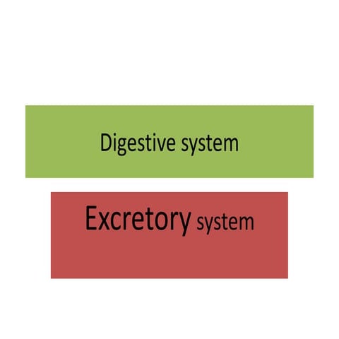 Digestive and excreatory system | PPTX