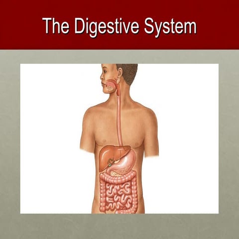 Digestive system anatomy | PPT
