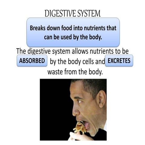 Digestive system | PPTX
