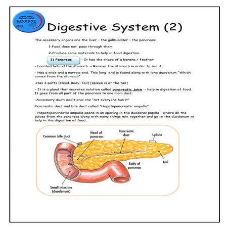 Digestive system | PDF