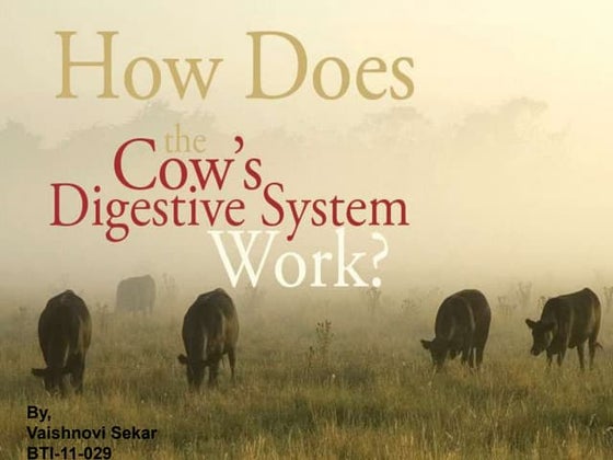 Digestive system of a cow | PPT