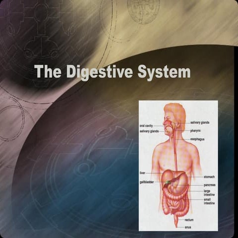 Digestive System | PPT