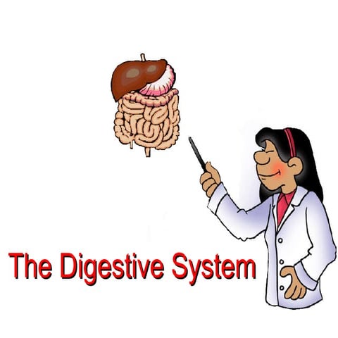 Human Digestive System | PDF