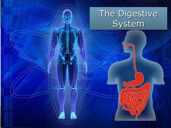 Digestive System Grade 4 igcse easy notes ppt | PPT | Nutrition ...